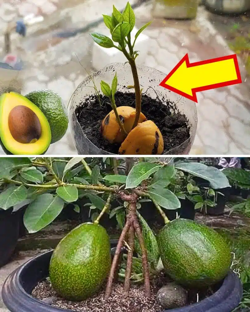 Cultiver Avocatier en Pot : Le Guide N°1 Indispensable pour Récolter ...